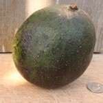 Avocado - Clausen Nursery